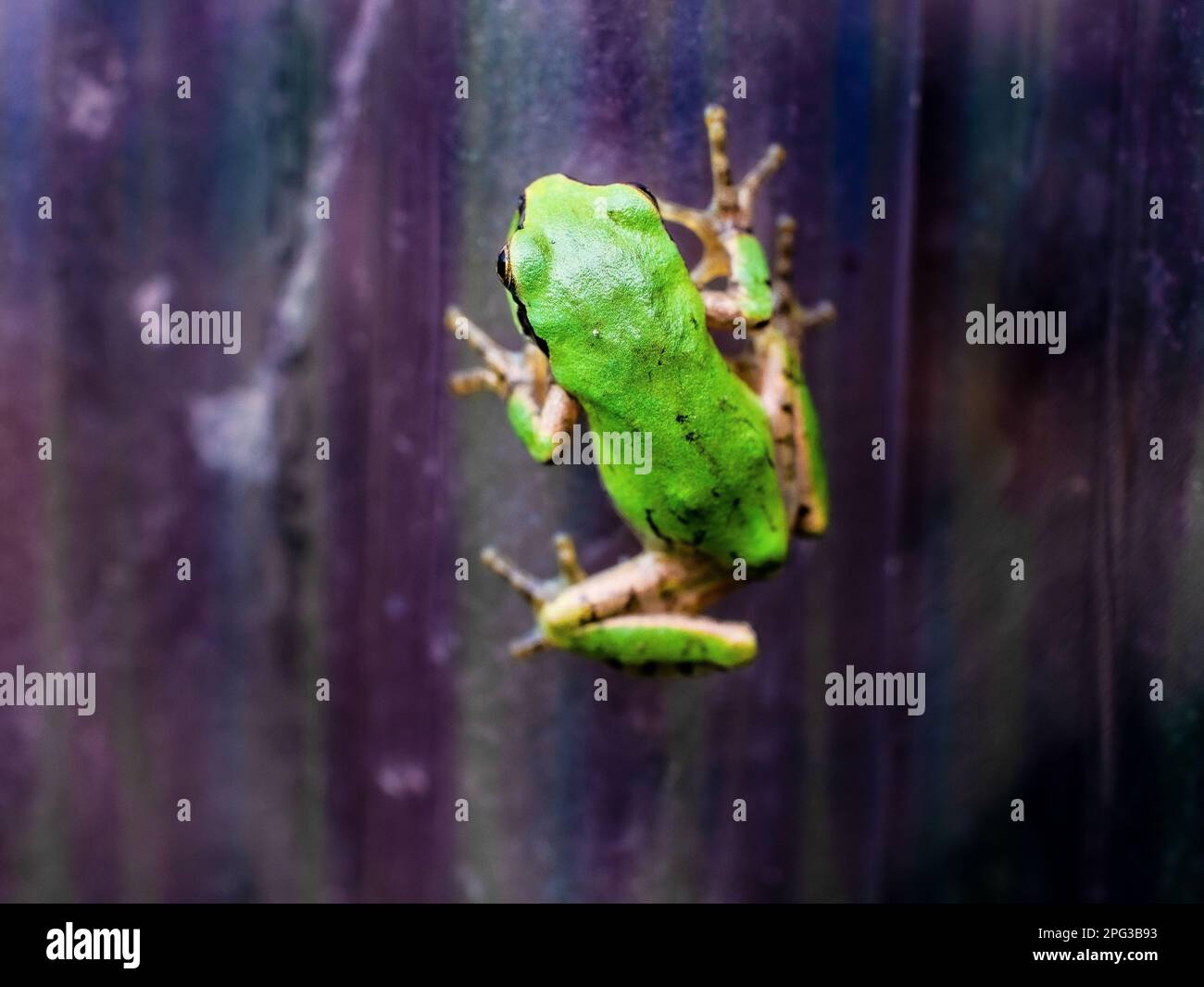 A green frog climbs a metal fence in Nagano, Japan Stock Photo - Alamy