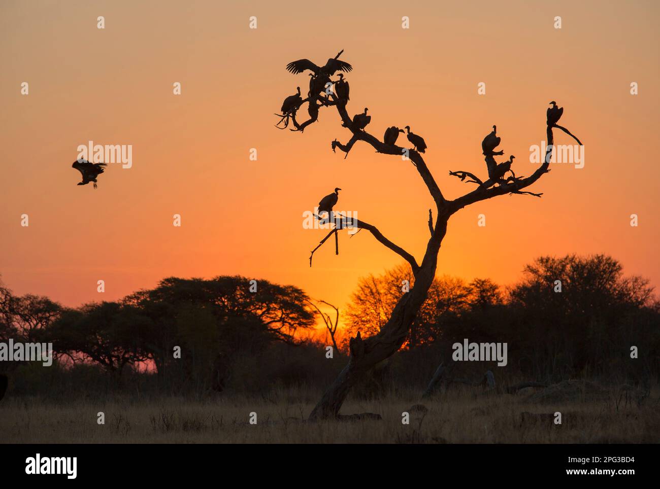 White-backed vultures (Gyps africanus) roosting in a dead tree at ...