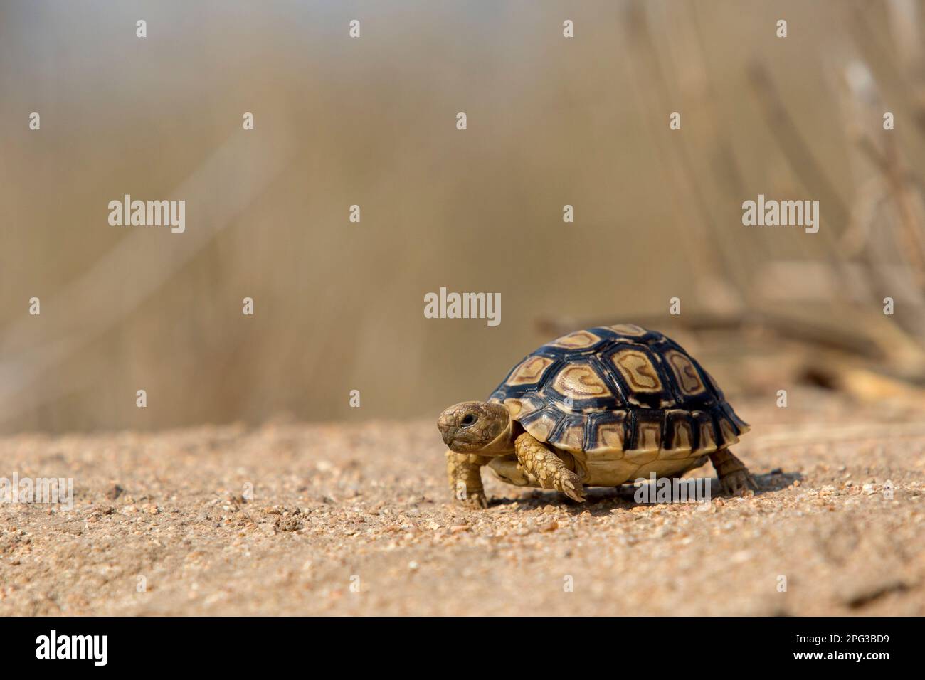 Aproximately hi-res stock photography and images - Alamy