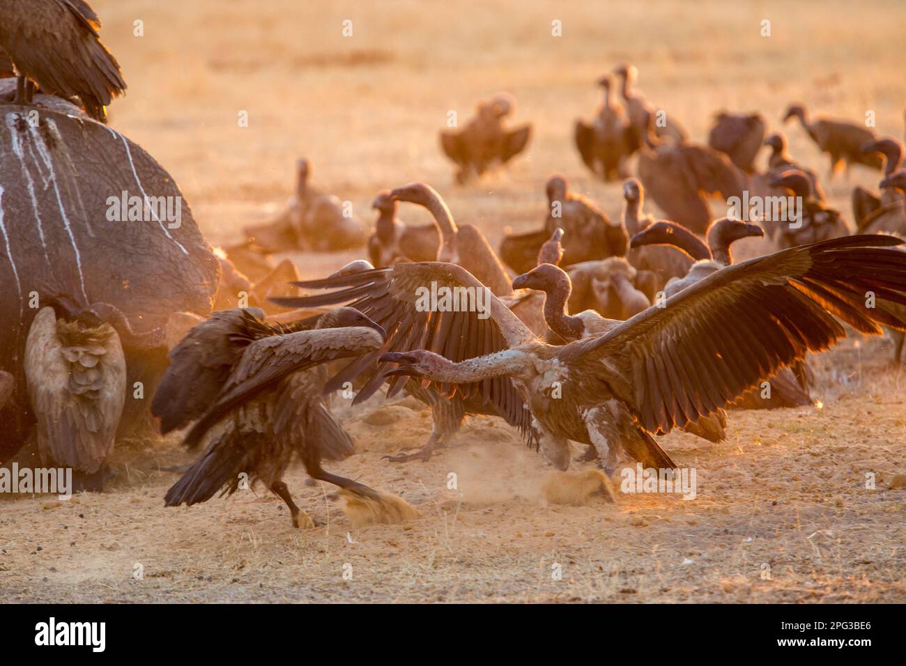 White-backed vultures (Gyps africanus) fighting at an elephant carcass ...