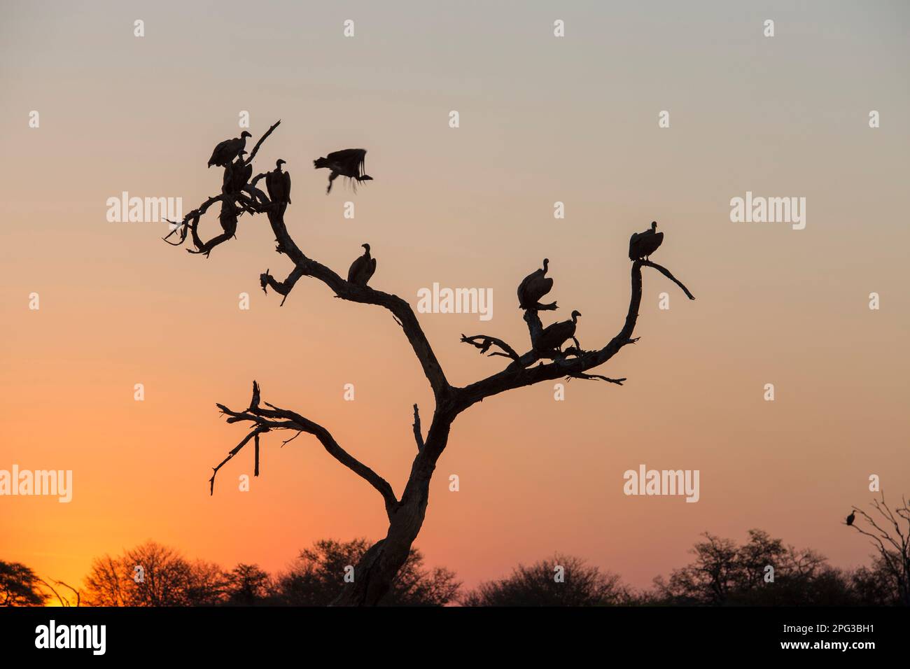 White backed vulture roosting in tree hi-res stock photography and ...