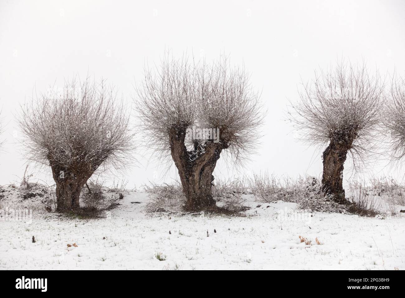 Nice winterwalk along old willow trees through a little German nature ...