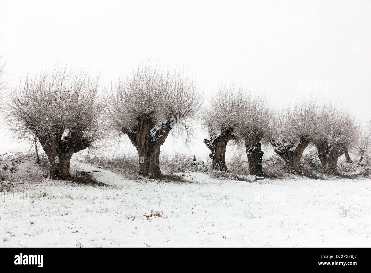 Nice winterwalk along old pollard willow trees through a little German ...
