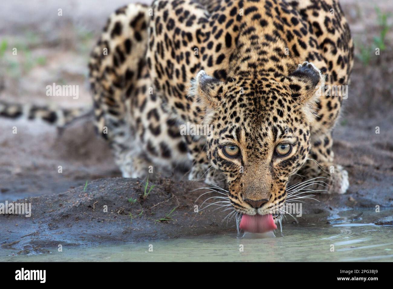 Frontal view of female leopard (Panthera pardus) drinking at a natural ...