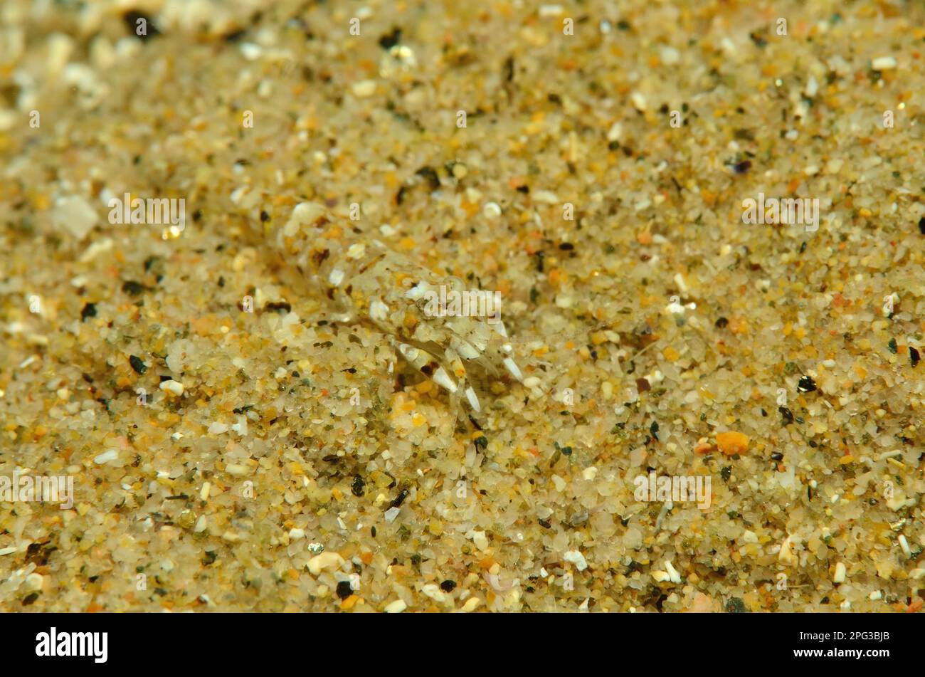 Philocheras trispinosus hi-res stock photography and images - Alamy