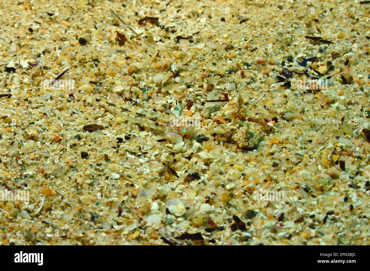 Pomatoschistus pictus, Gefleckte Sandgrundel, painted goby Stock Photo ...