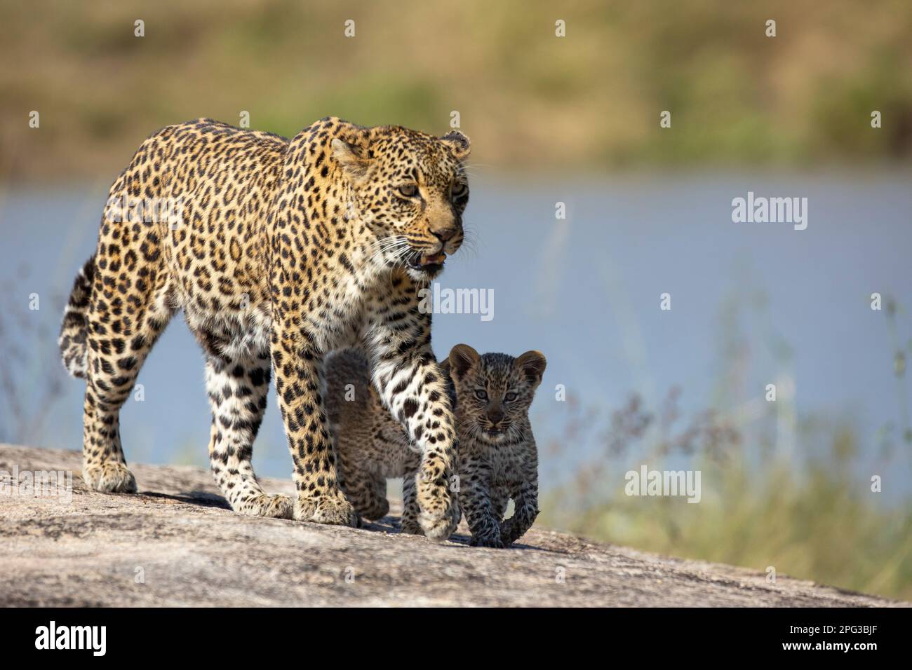 Adult female leopard (Panthera pardus) known as Thandi leading her two ...