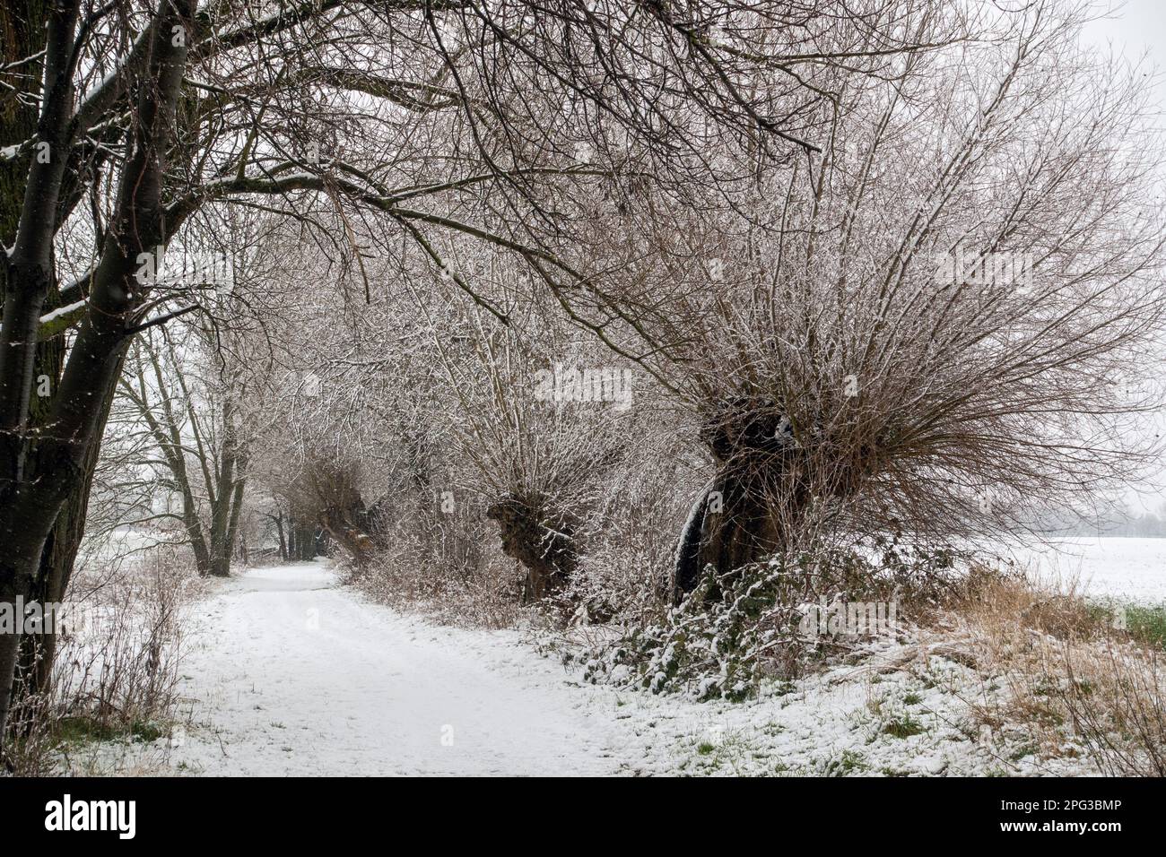 Nice winterwalk along old pollard willow trees through a little German ...