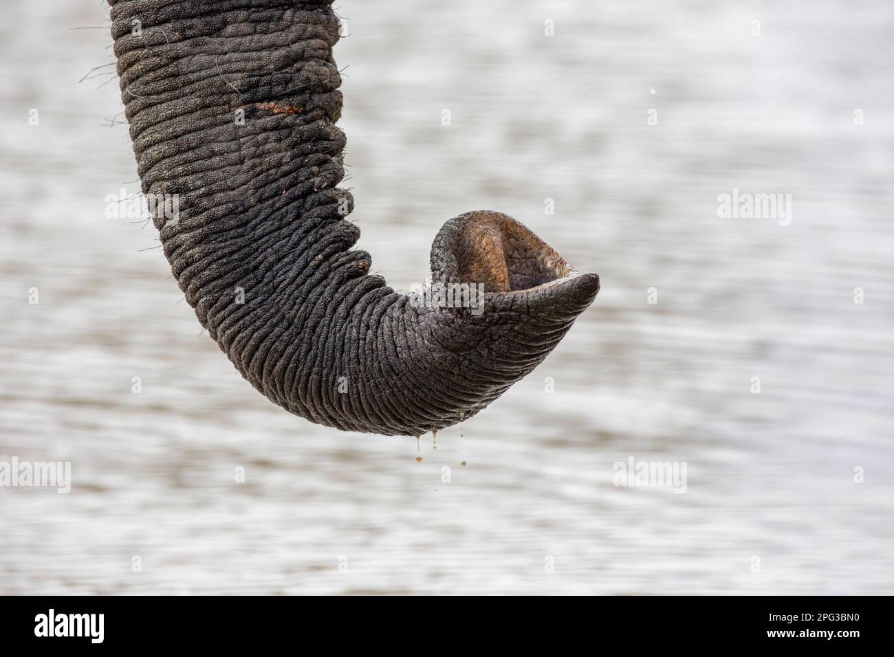 Tip of an adult African elephant (Loxodonta africana) trunk Stock Photo ...