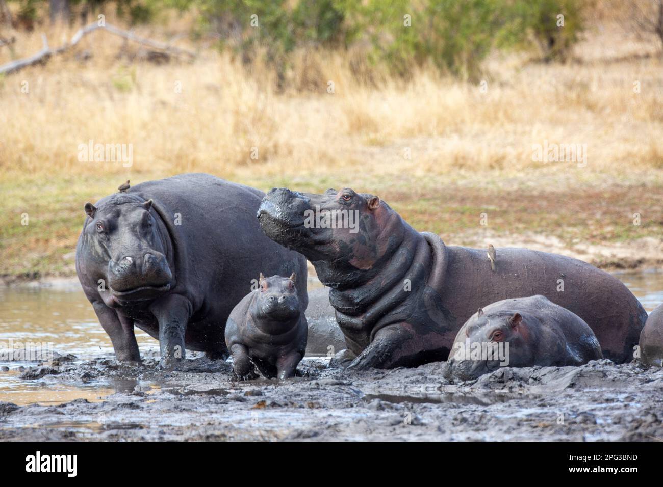 Pod of hippo (Hippopotamus amphibius) resting on a mud bank during the ...