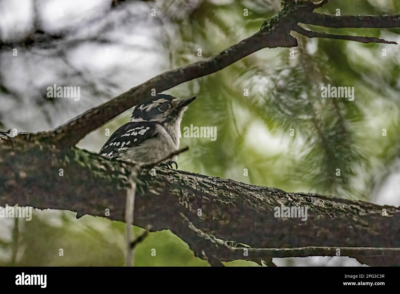 Cute little female downy woodpecker perched on the branch of a tree on ...
