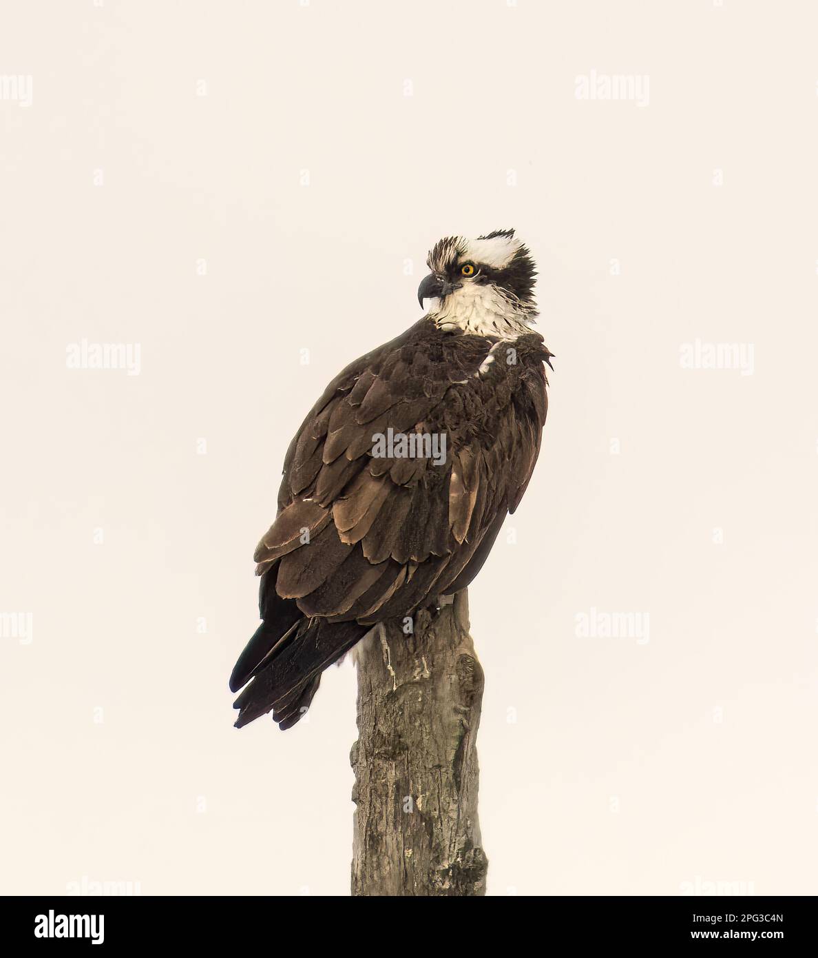 A magnificent osprey falcon is perched on a gnarled branch against a ...
