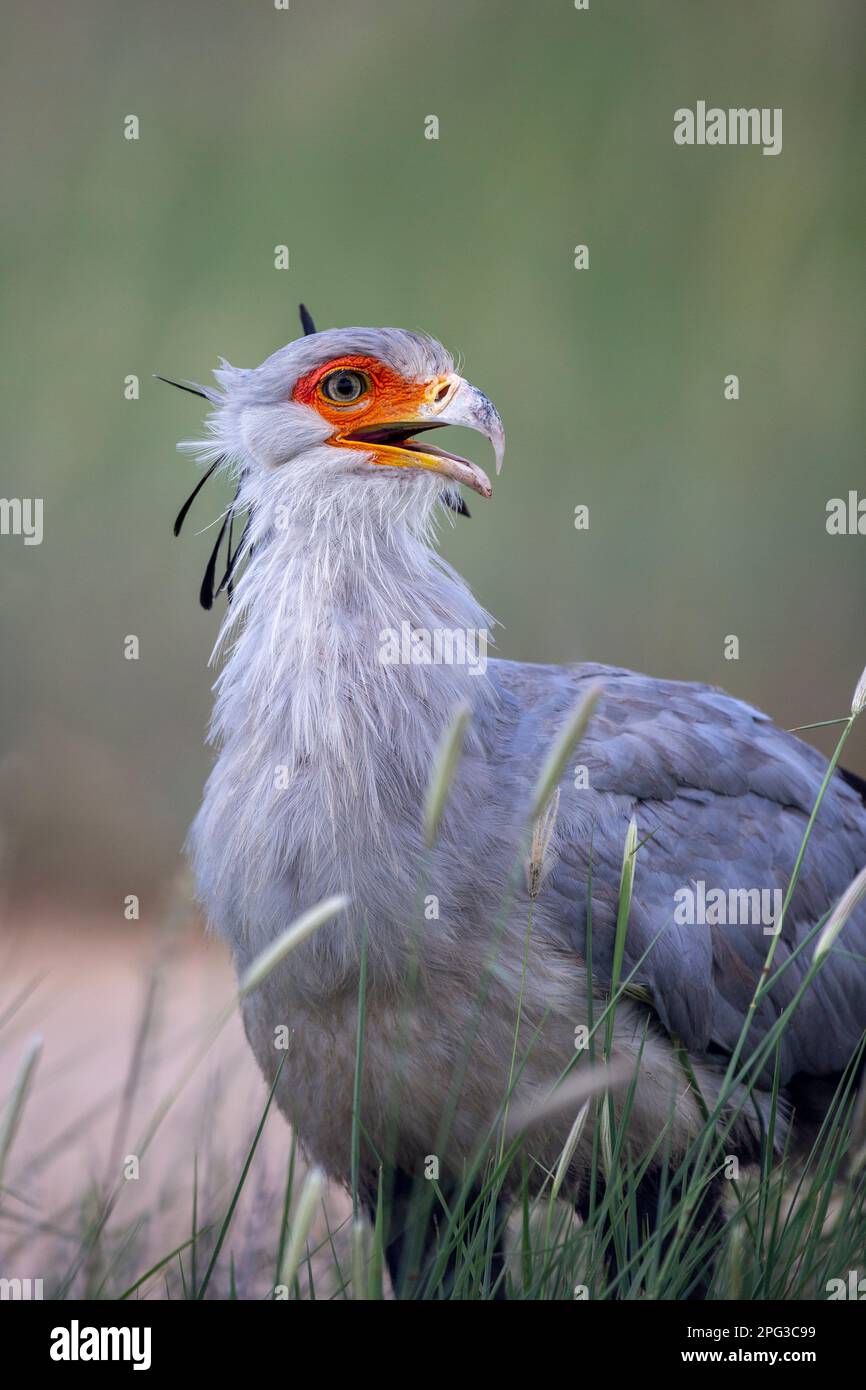 Hooked beak hi-res stock photography and images - Alamy