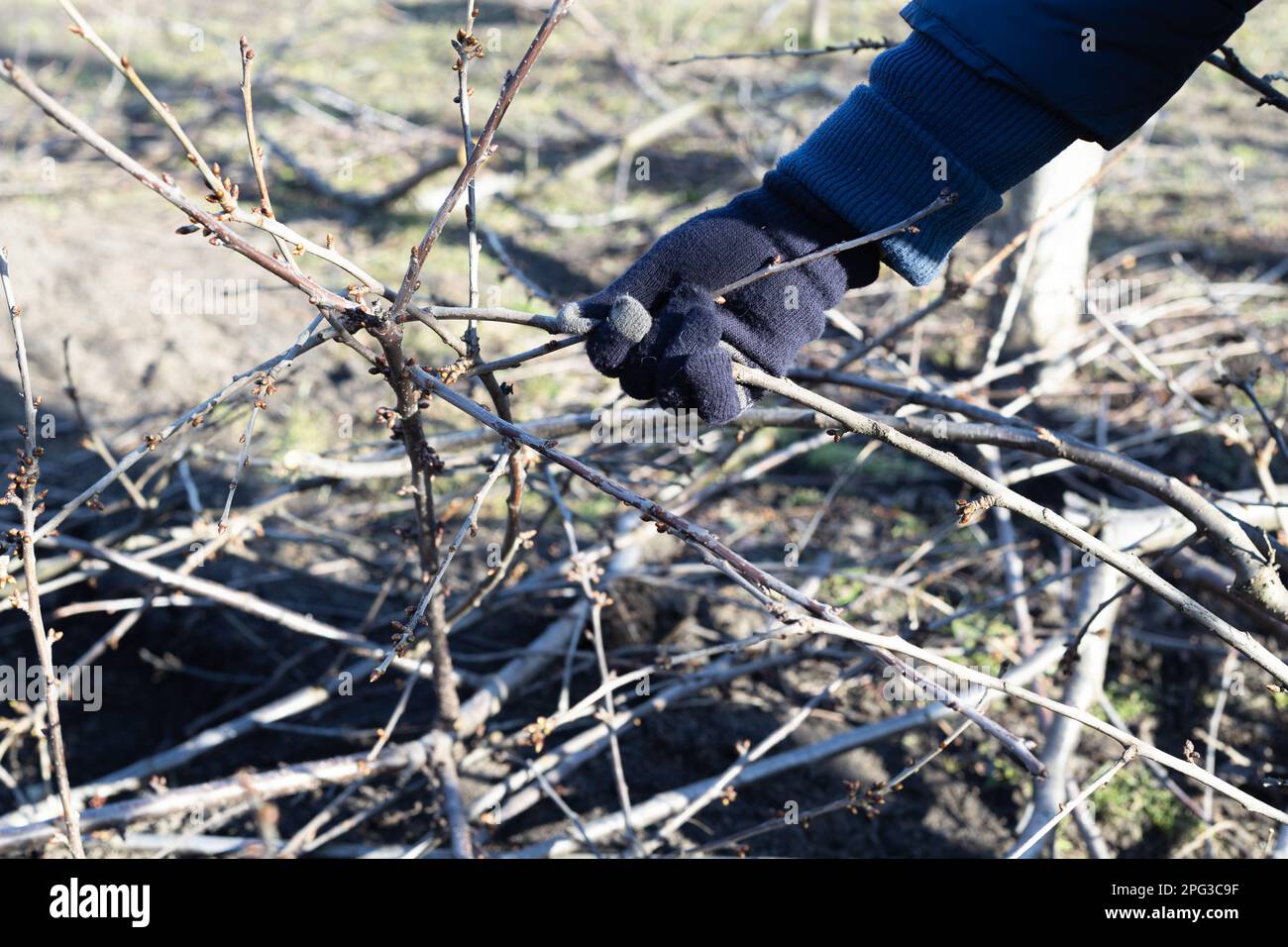 A woman's hand collects branches after spring pruning of an orchard for ...