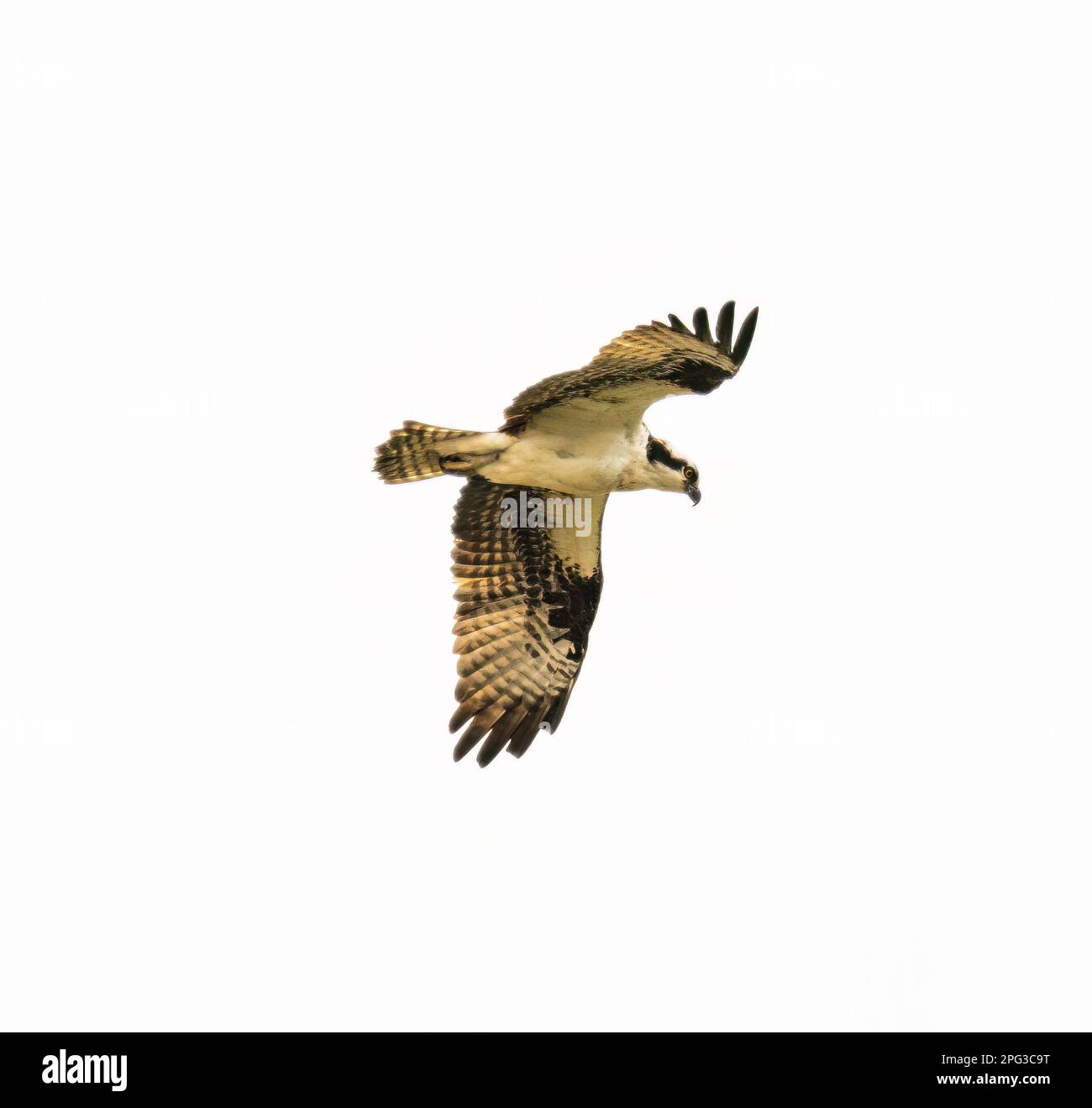 A beautiful osprey soaring in the sky, its wingspan outstretched in ...