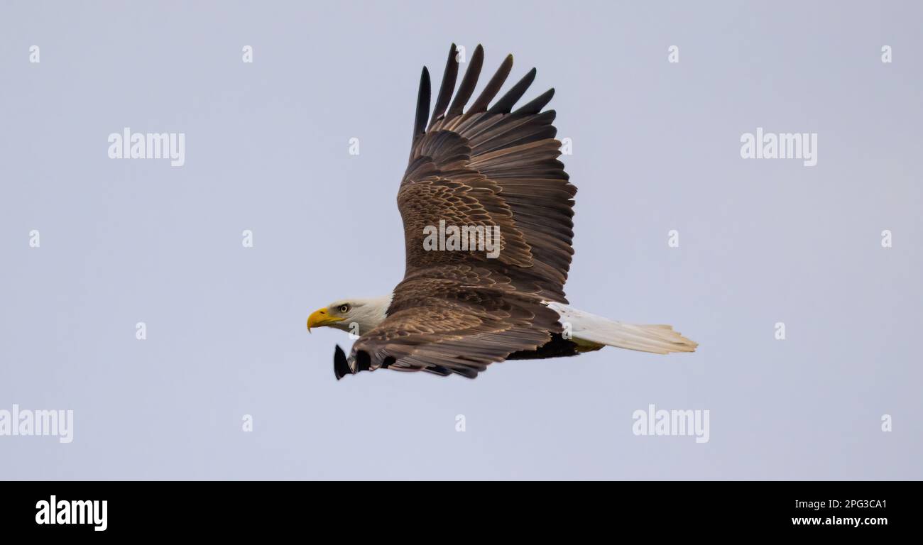 A majestic bald eagle soaring through a bright blue sky, its wings ...