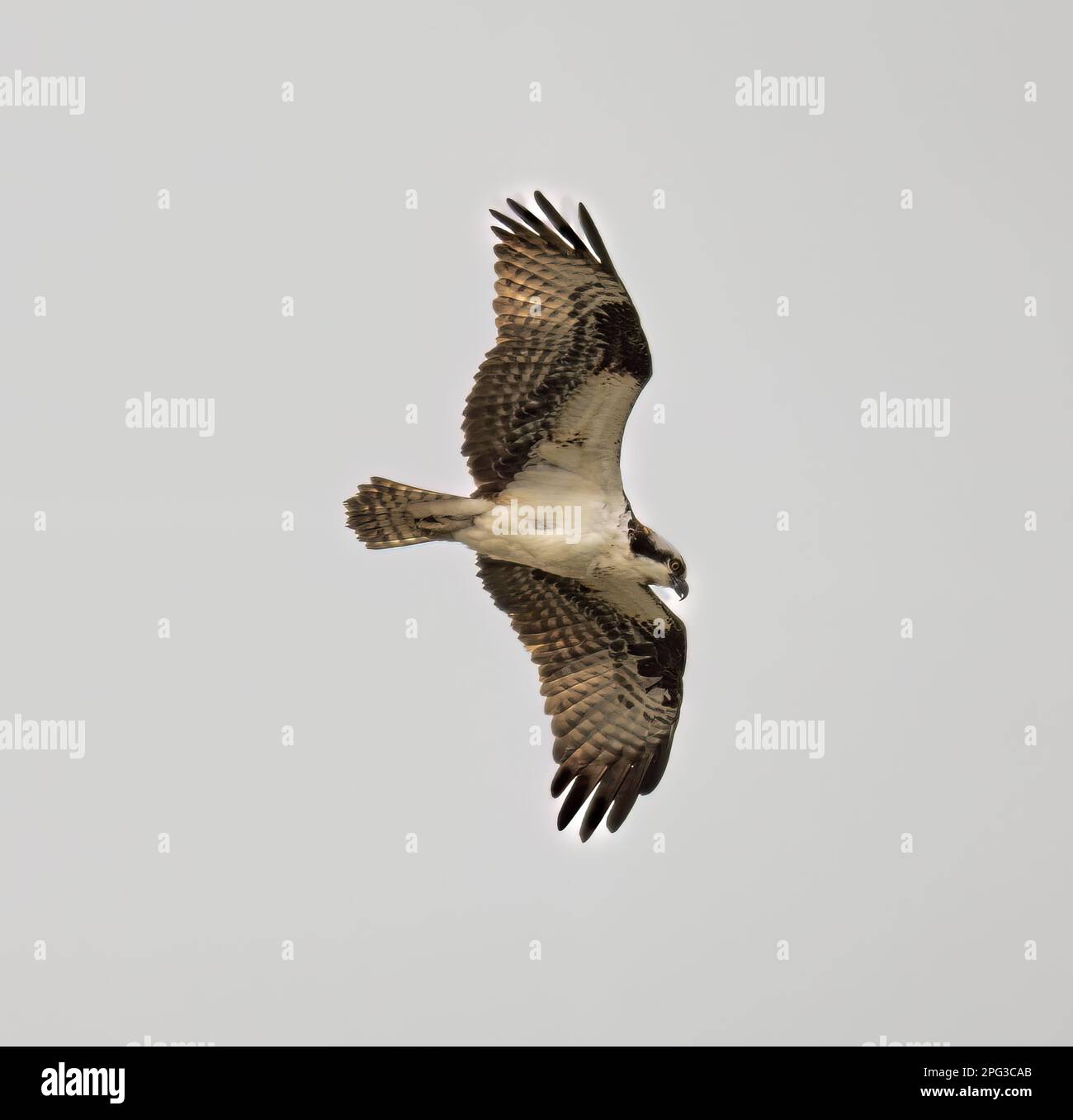 A beautiful osprey soaring in the sky, its wingspan outstretched in ...