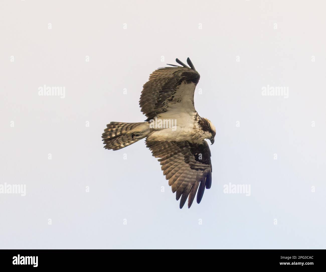 A beautiful osprey soaring in the sky, its wingspan outstretched in ...