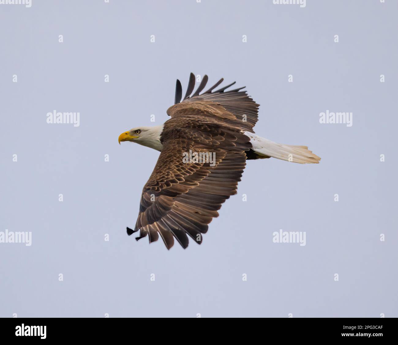 A majestic bald eagle soaring through a bright blue sky, its wings ...