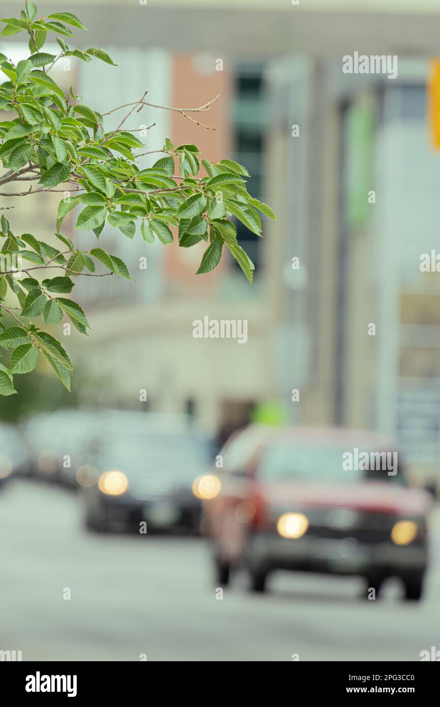 Tree on street sidewalk with cars passing by Stock Photo - Alamy