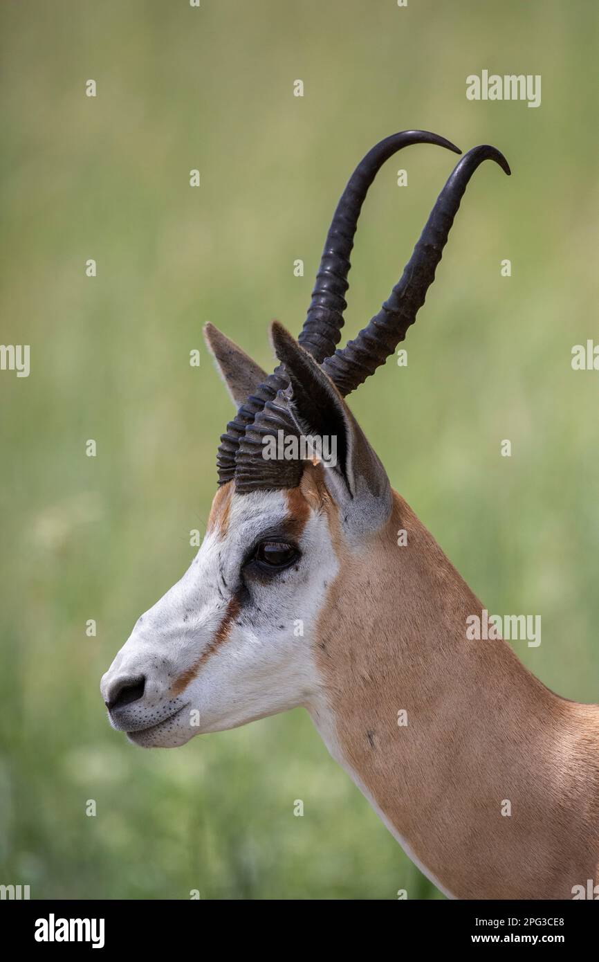 Stock photo portrait of an adult male Springbok (Antidorcas marsupialis ...