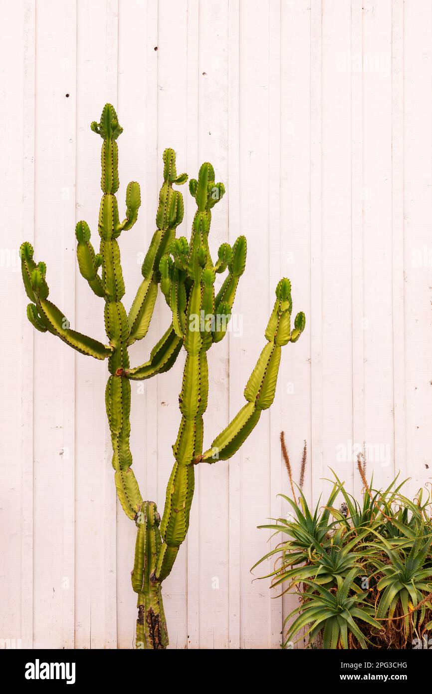 Euphorbia candelabra cactus and white planks in a garden Stock Photo ...