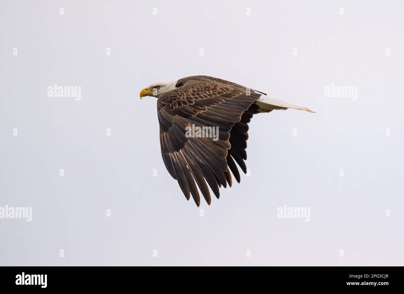 A majestic bald eagle soaring through a bright blue sky, its wings ...