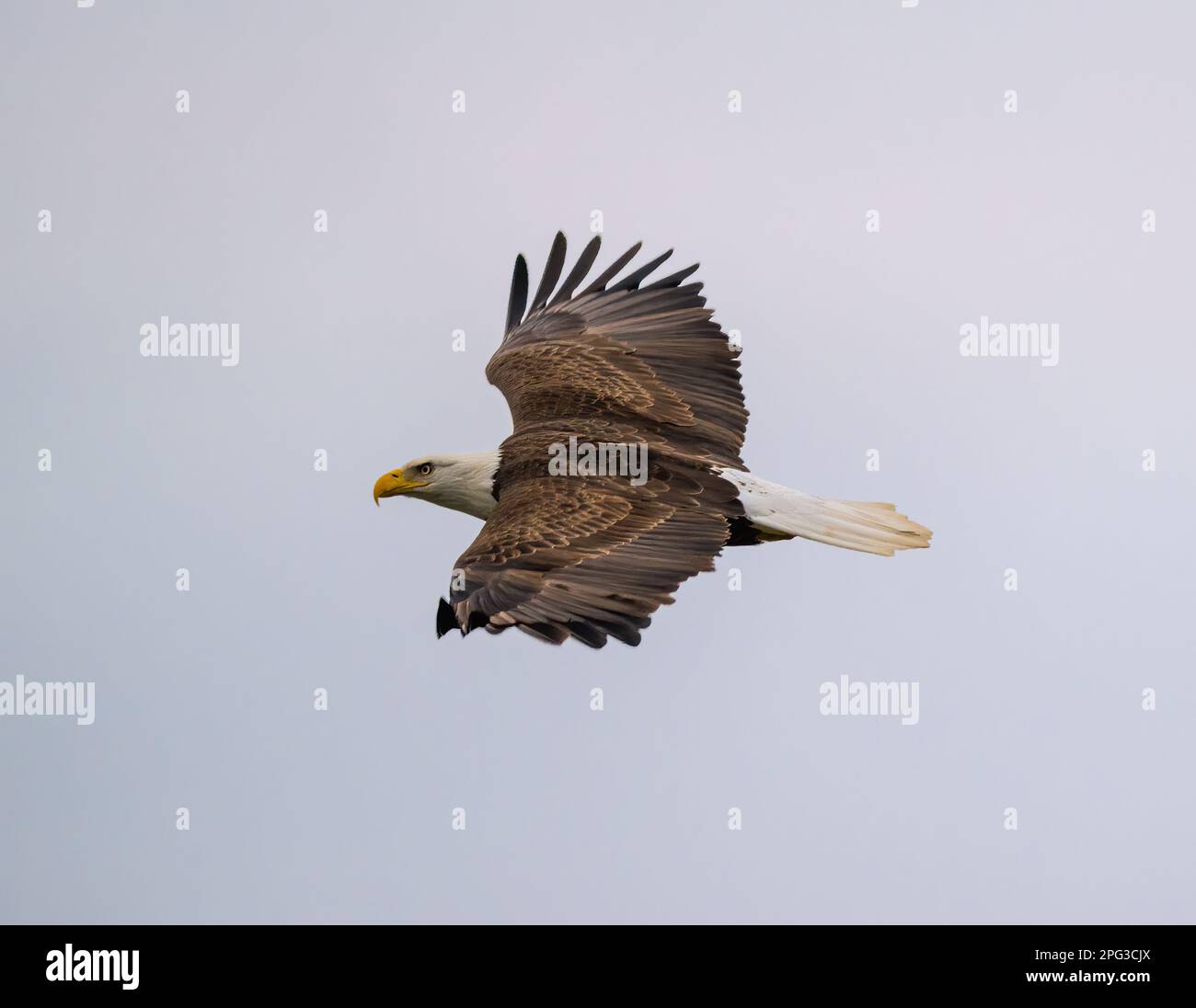 A majestic bald eagle soaring through a bright blue sky, its wings ...
