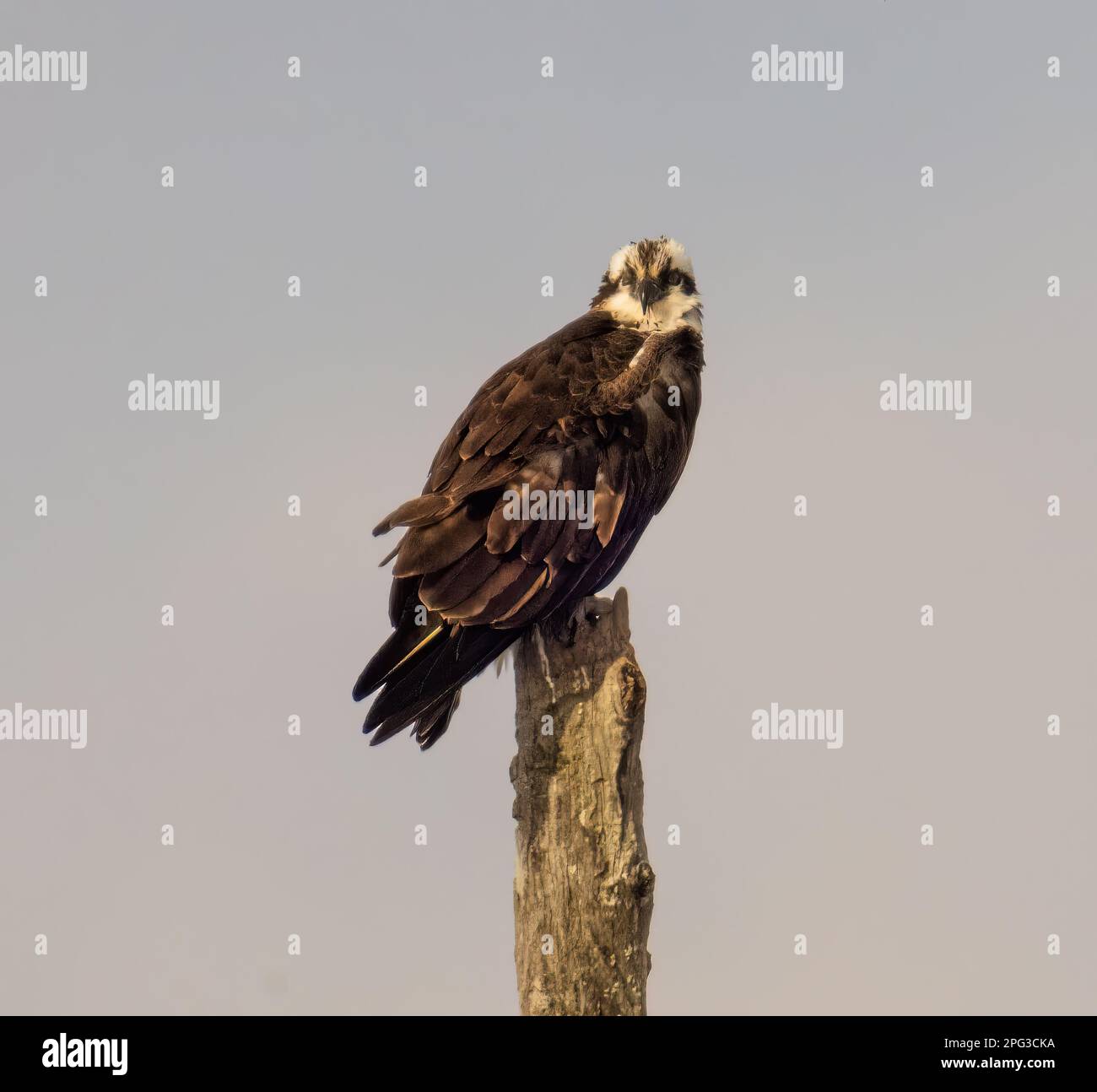 A magnificent osprey falcon is perched on a gnarled branch against a ...