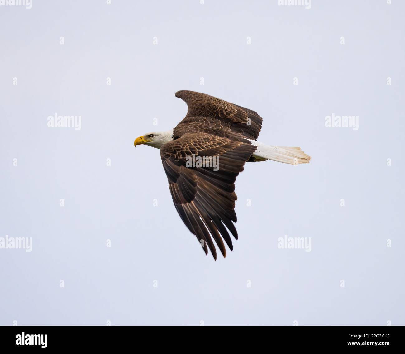 A majestic bald eagle soaring through a bright blue sky, its wings ...
