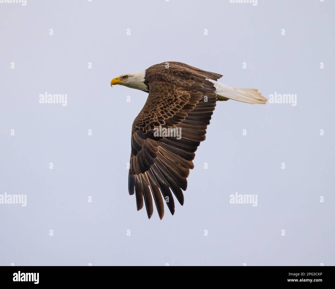 A majestic bald eagle soaring through a bright blue sky, its wings ...