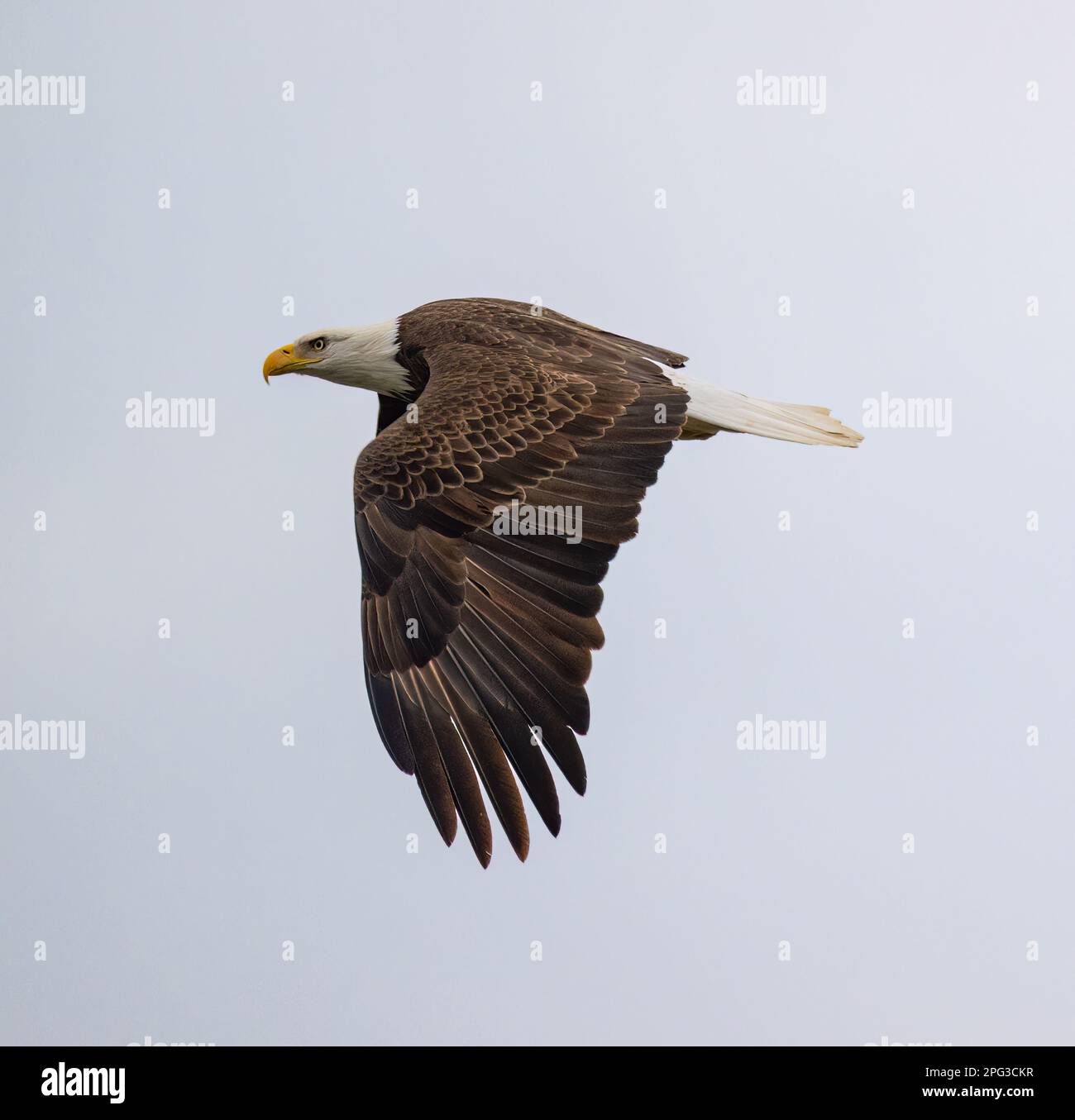 A majestic bald eagle soaring through a bright blue sky, its wings ...