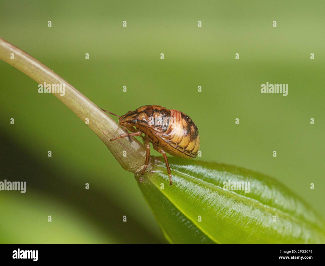 Lady bugs hi-res stock photography and images - Alamy