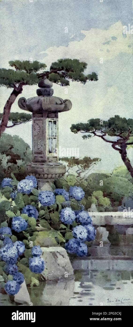 An Hydrangea Bush painted by Ella Du Cane from the book ' The flowers ...