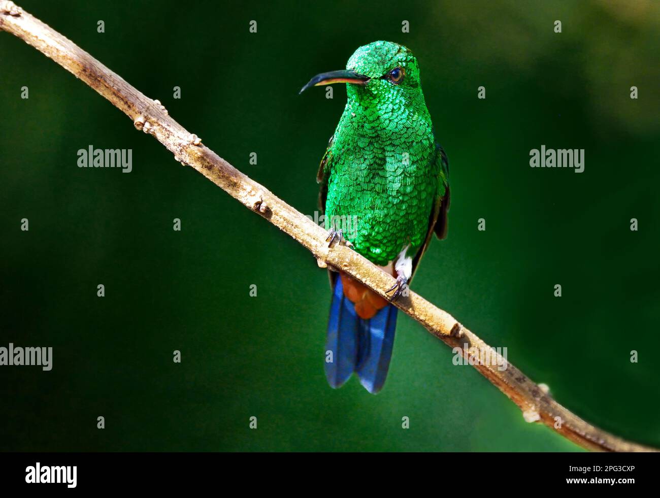 Hummingbird, Sitting on a Branch , Asa Wright Nature Center,Hummingbird ...