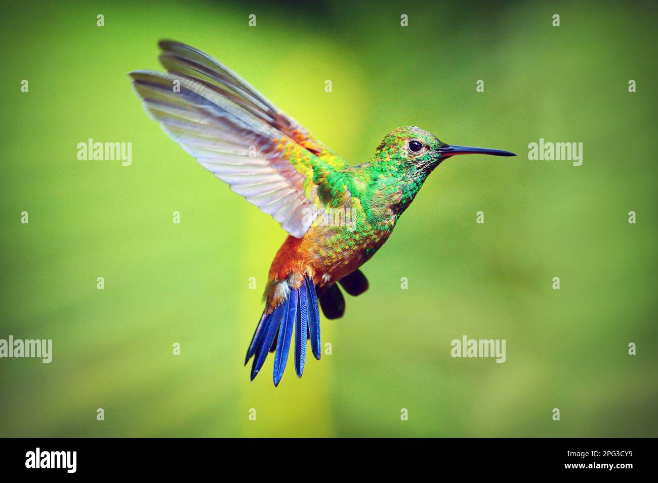 Aerial Hummingbird, Asa Wright Nature Center,Hummingbird Sanctuary ...