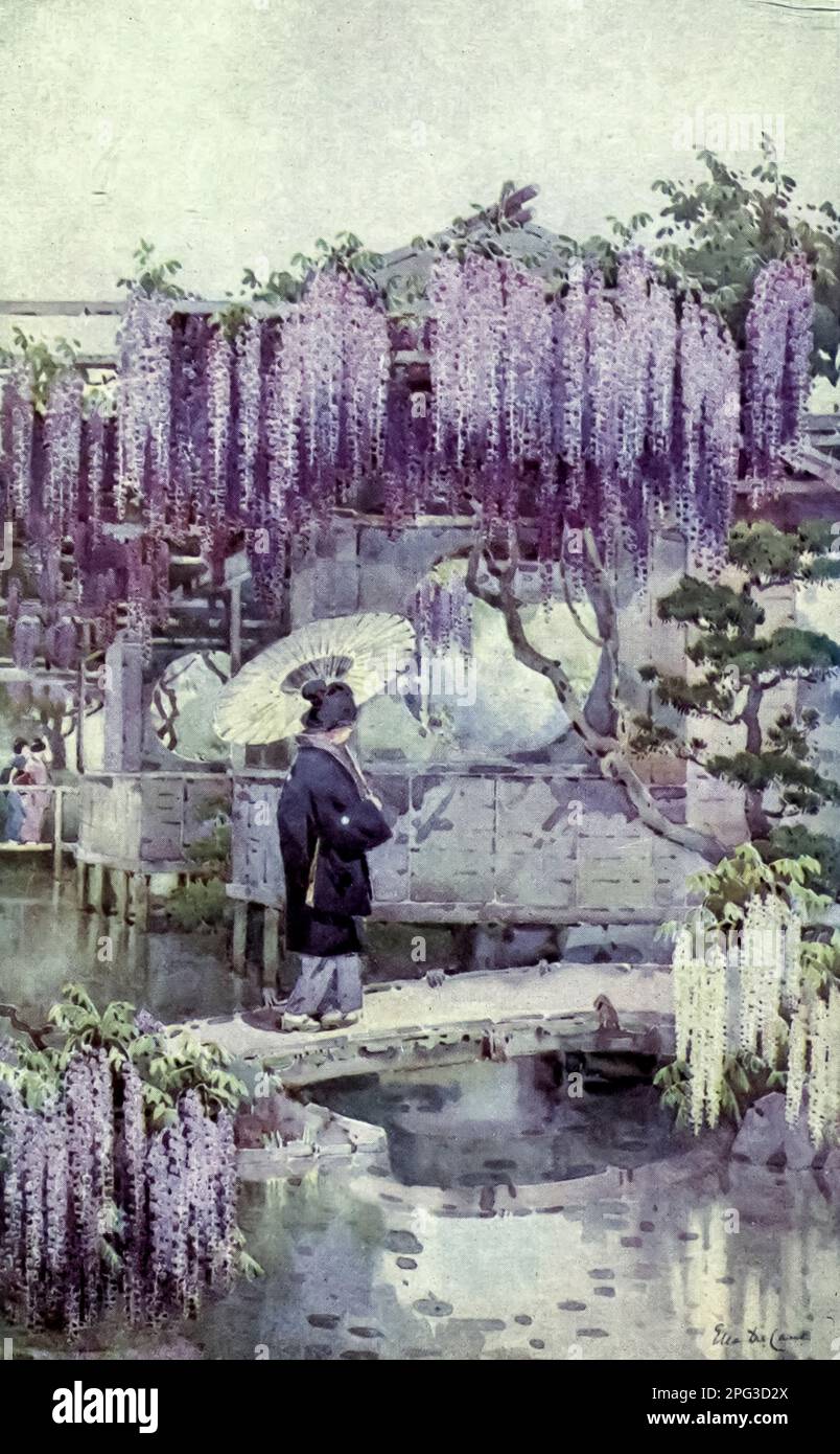 Wistaria, Kabata painted by Ella Du Cane from the book ' The flowers ...