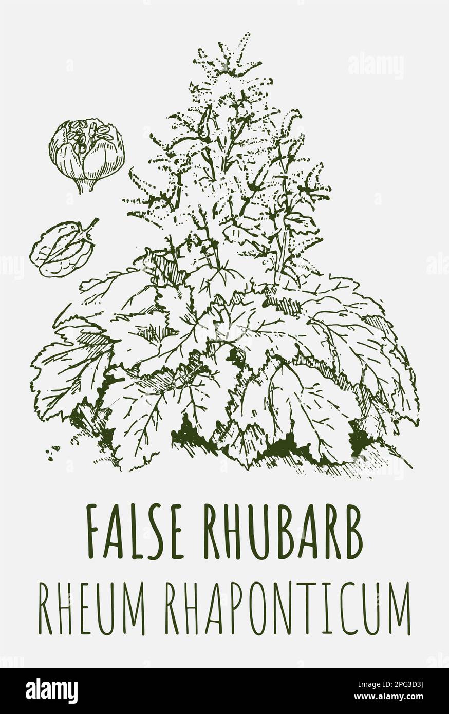 Drawings of FALSE RHUBARB. Hand drawn illustration. Latin name Rheum L ...