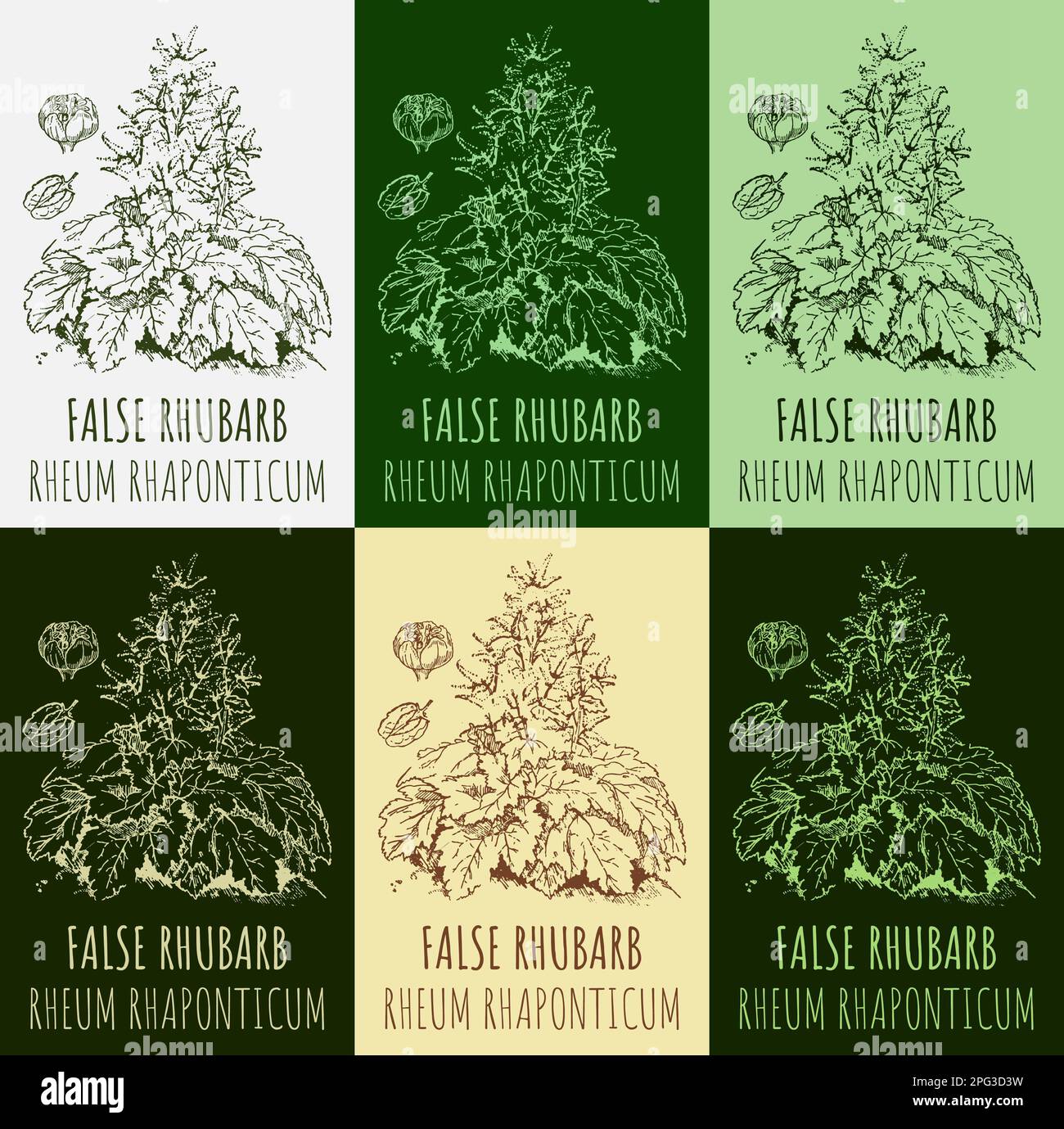 Set of drawings FALSE RHUBARB in different colors. Hand drawn ...