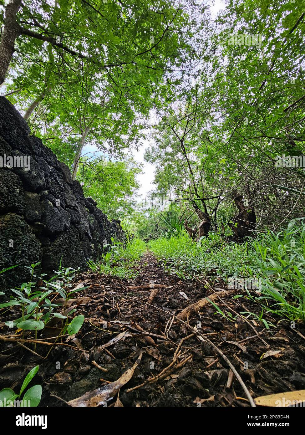 An idyllic dirt pathway winds through a tranquil landscape featuring ...