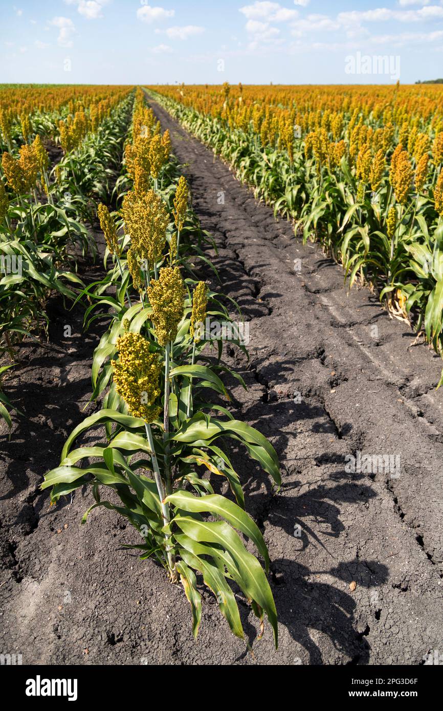 Large field with sorghum grown on swell-shrink clay soils in the ...