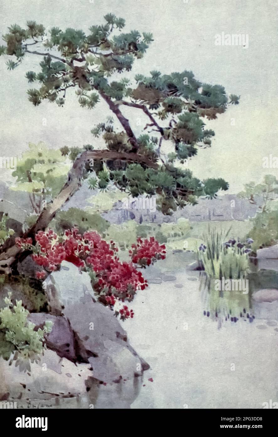Azalea and Pine-tree painted by Ella Du Cane from the book ' The ...