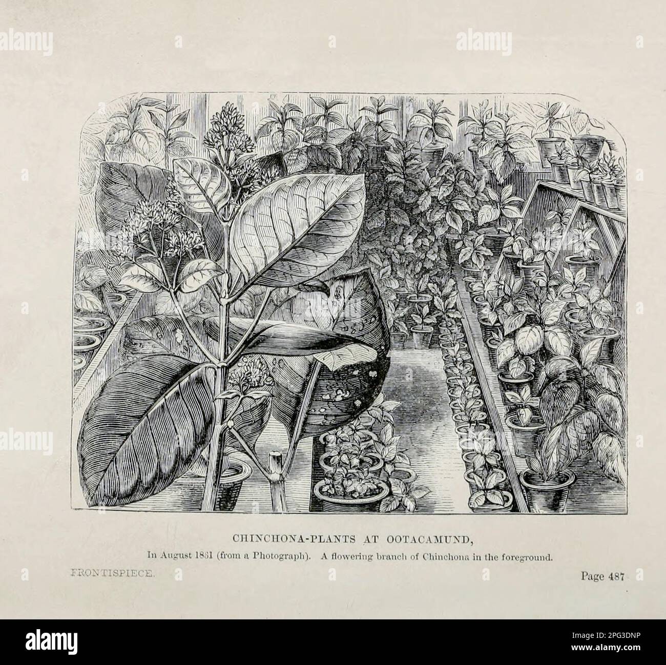 Cinchona tree hi-res stock photography and images - Alamy