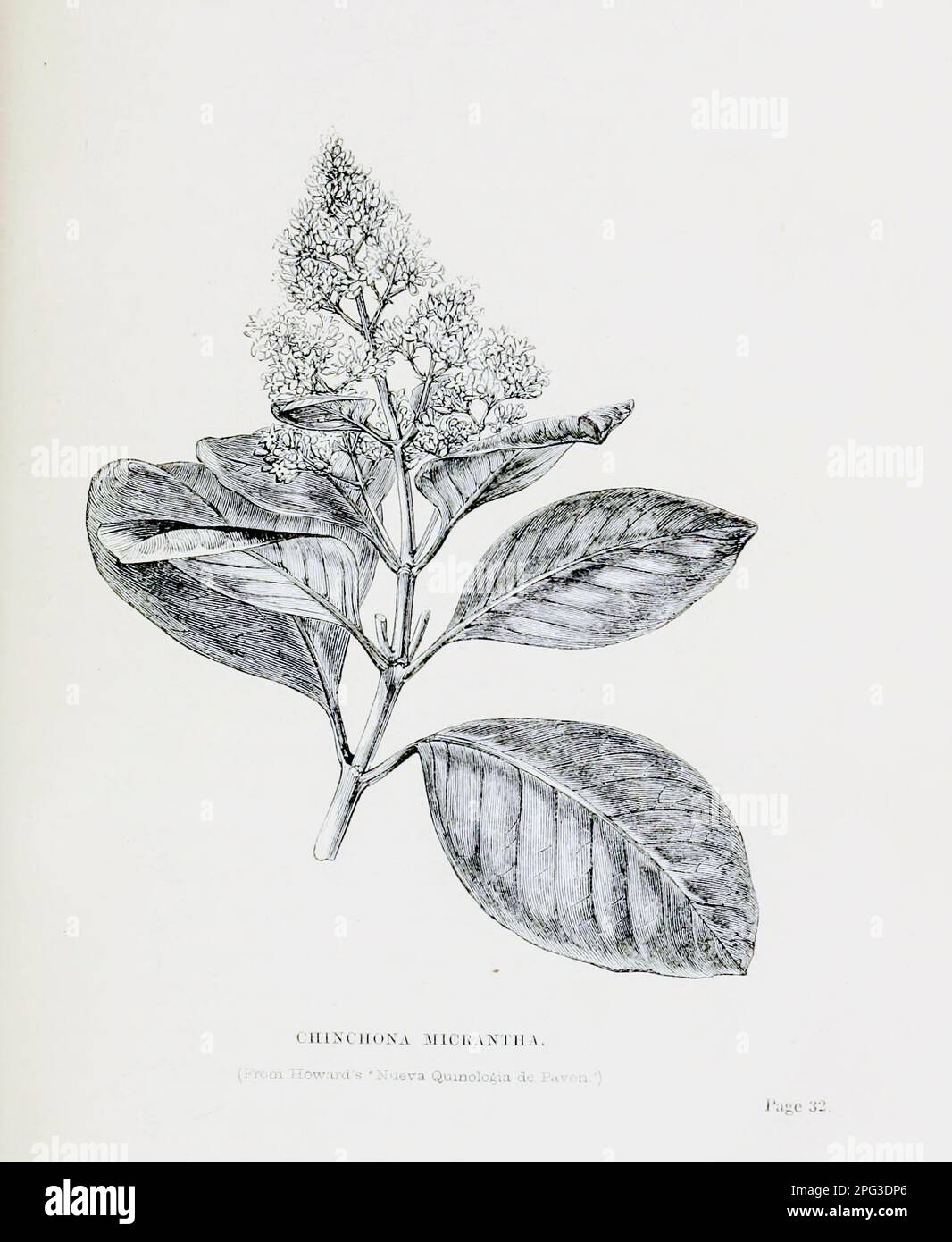 Quinine tree hi-res stock photography and images - Alamy