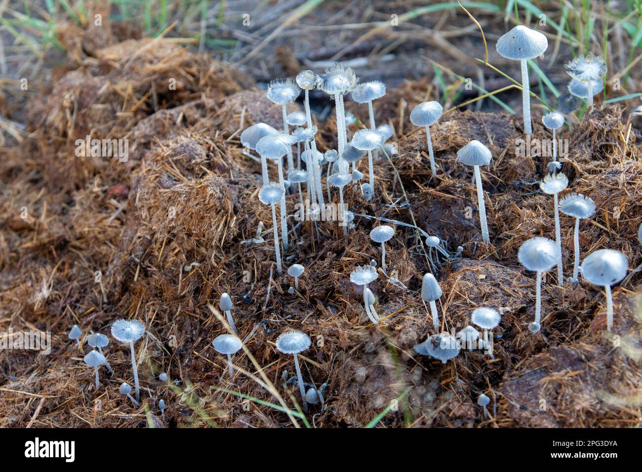 Mushrooms sprouting from a decomposing pile of elephant dung Stock ...