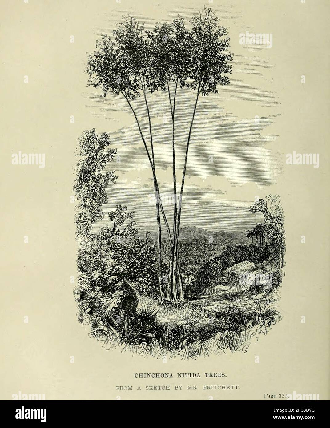 Chinchona (Cinchona) Nitida trees from the book Travels in Peru and ...