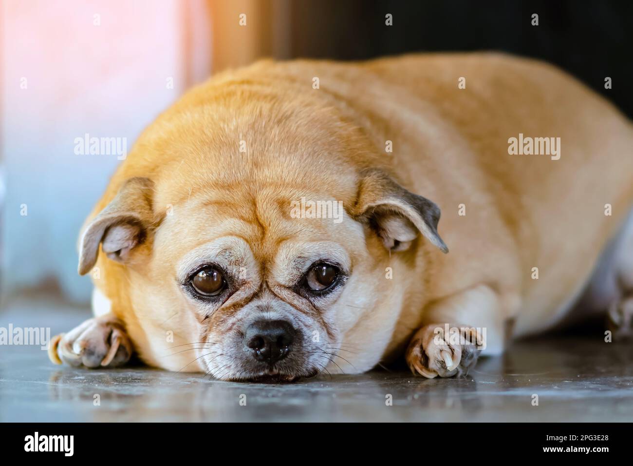 Overweight Puggle