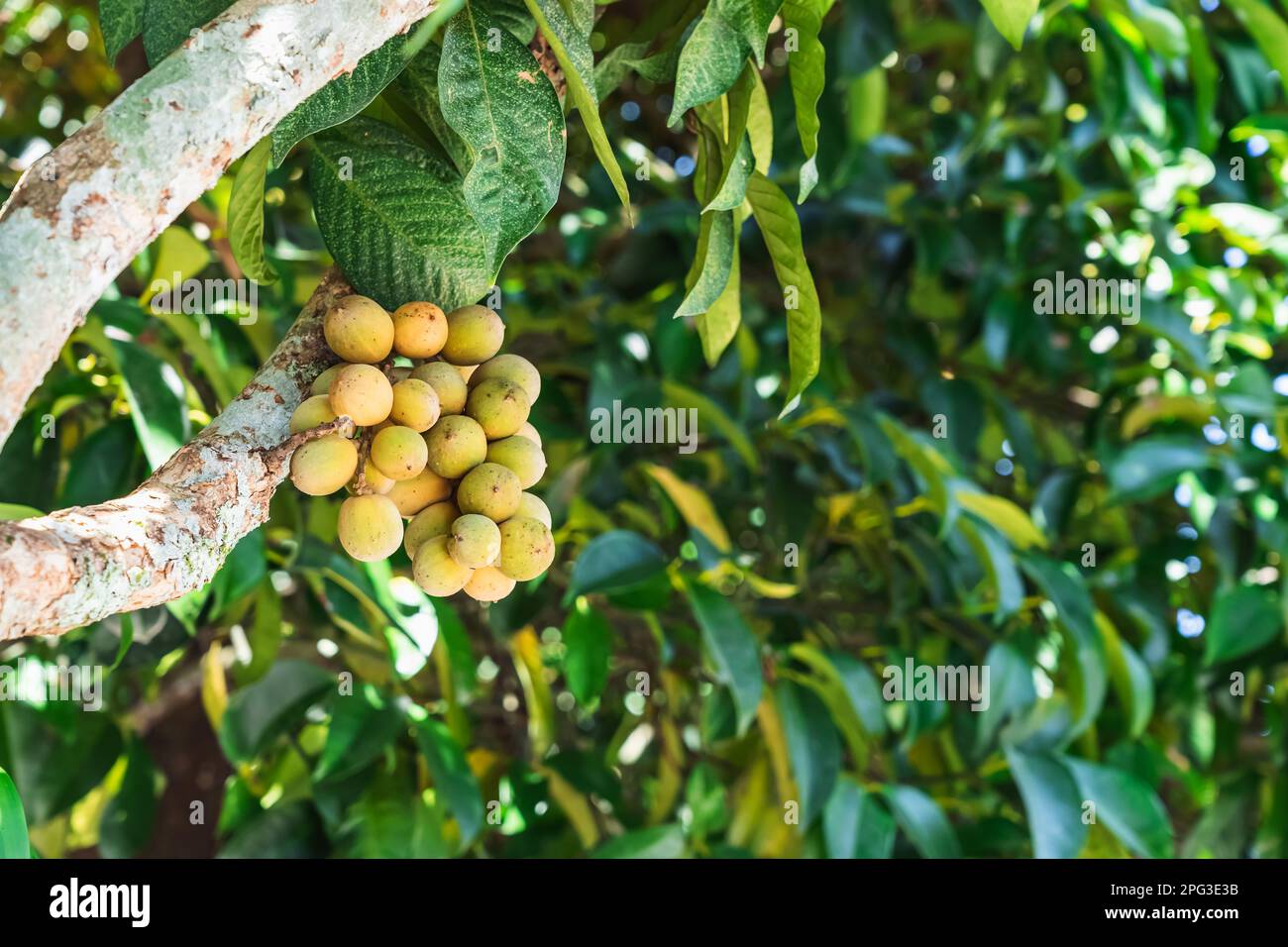 Longkong or Lansium parasiticum (duku fruit) on tree branch. Duku is ...
