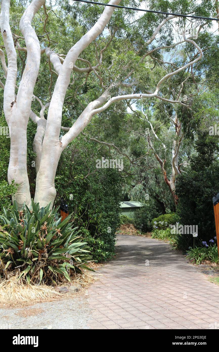 Path in eucalyptus forest hi-res stock photography and images - Alamy