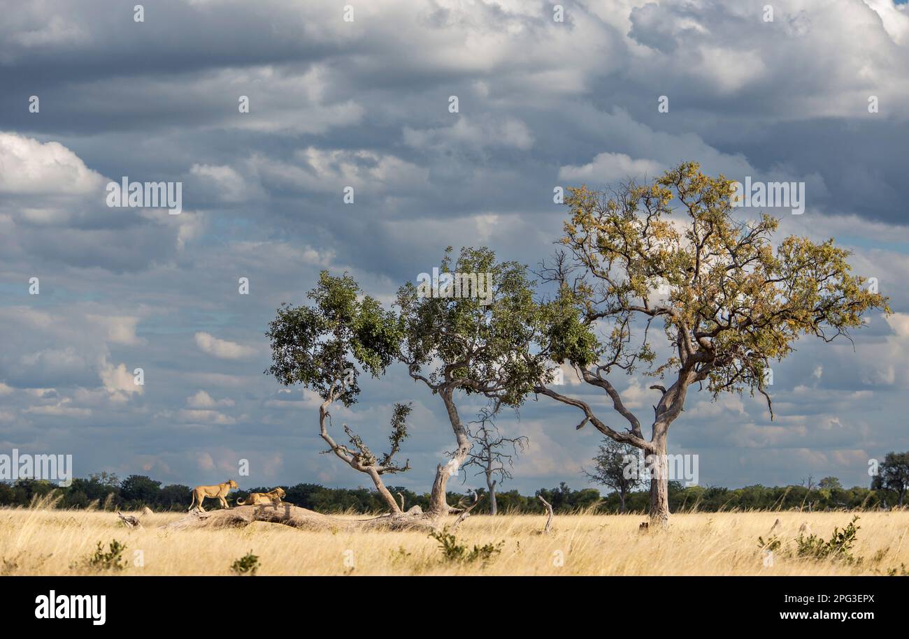 Two lions on a fallen log in a grassy savanna viewed against a dramatic ...